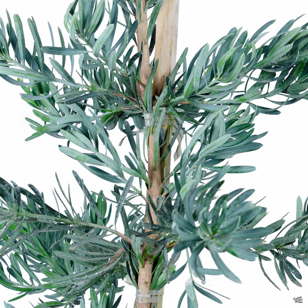 Fern Pine 'Glacier Blue' — Green Acres Nursery & Supply