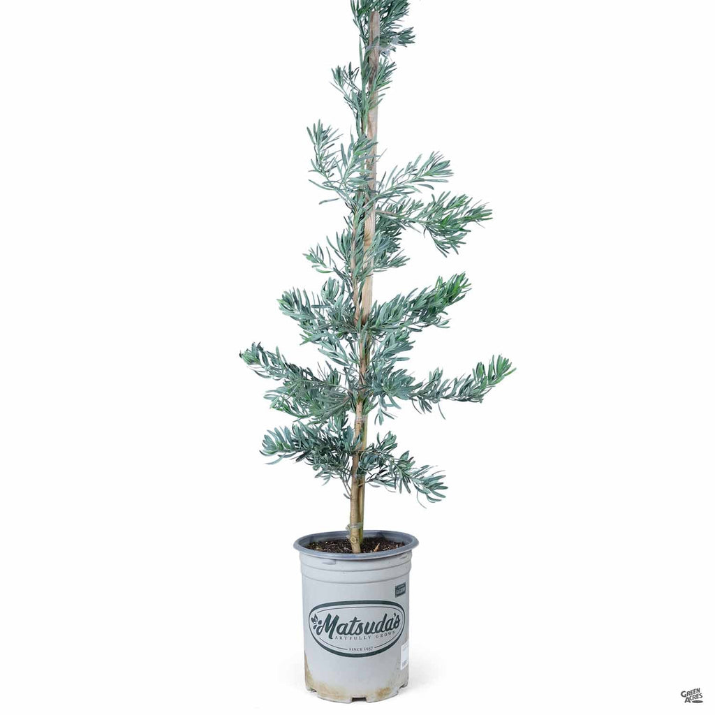 Fern Pine 'Glacier Blue' — Green Acres Nursery & Supply