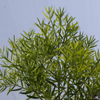 Fern Pine Column — Green Acres Nursery & Supply