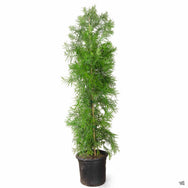 Fern Pine Column — Green Acres Nursery & Supply