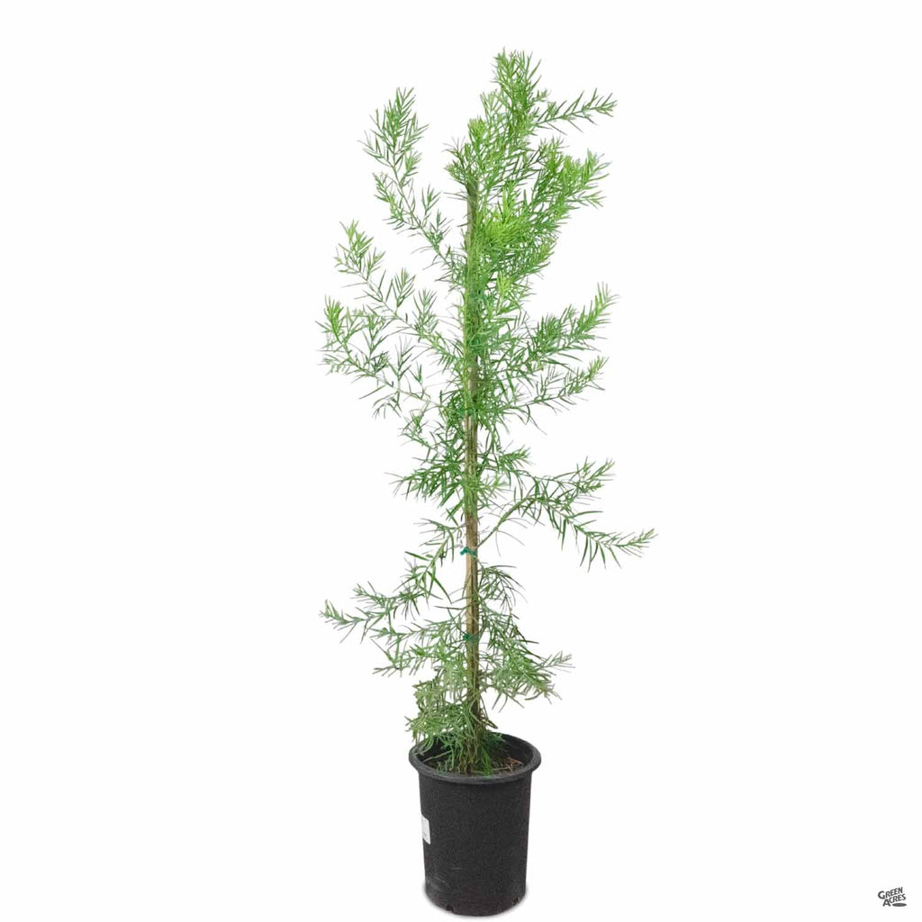 Fern Pine Column — Green Acres Nursery & Supply