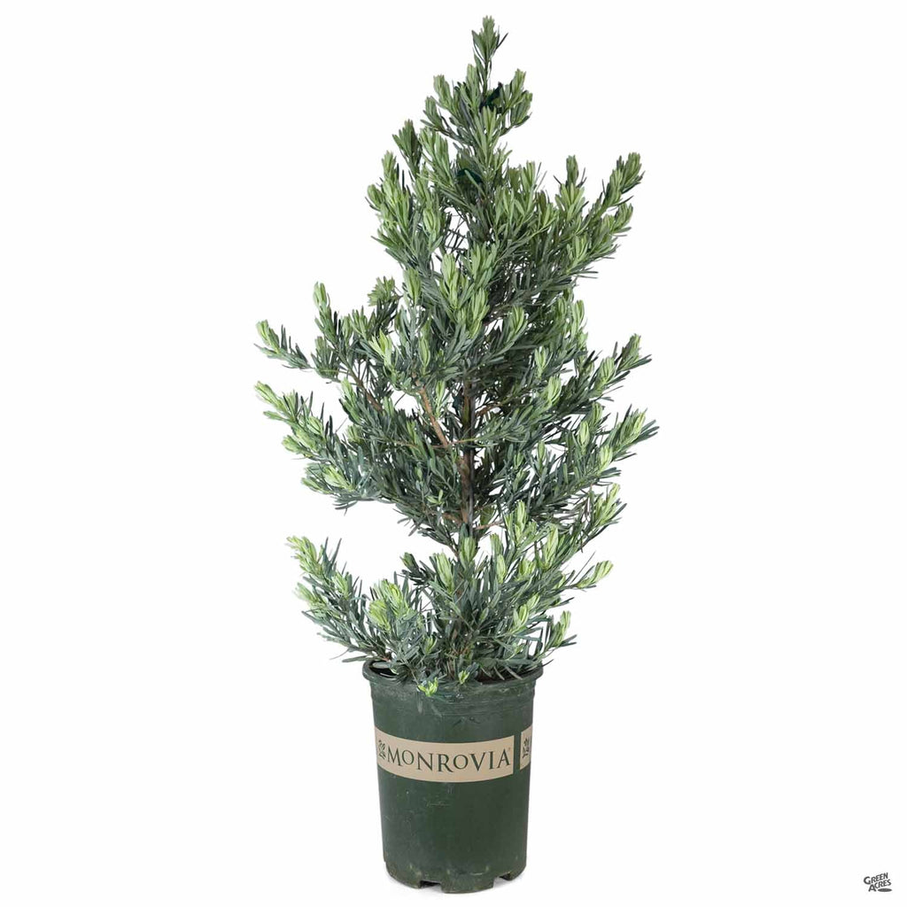 Icee Blue® Fern Pine | Monrovia — Green Acres Nursery & Supply