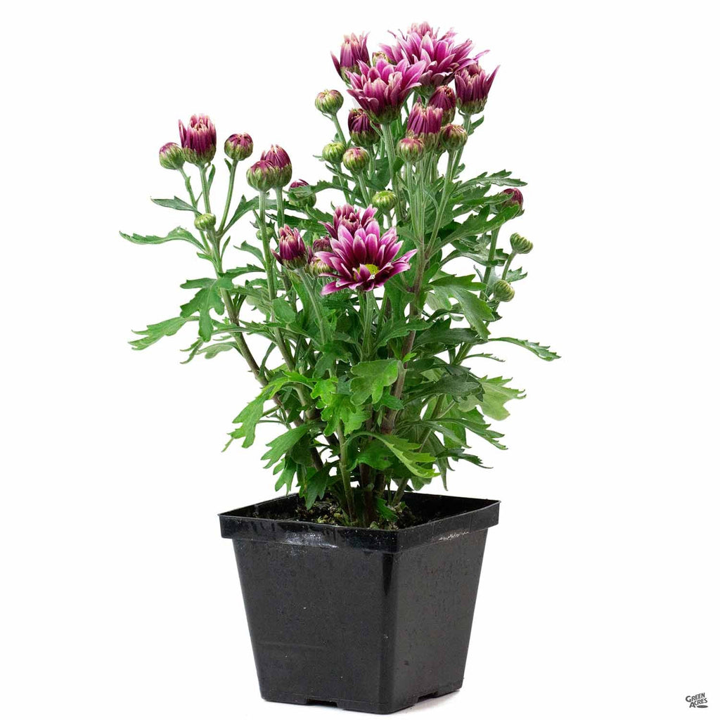 Pot Mums — Green Acres Nursery & Supply