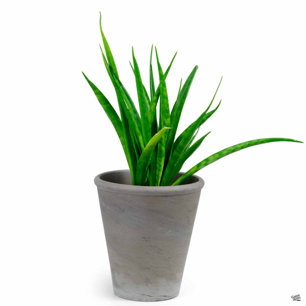 German Rose Basalt Clay Pot — Green Acres Nursery & Supply