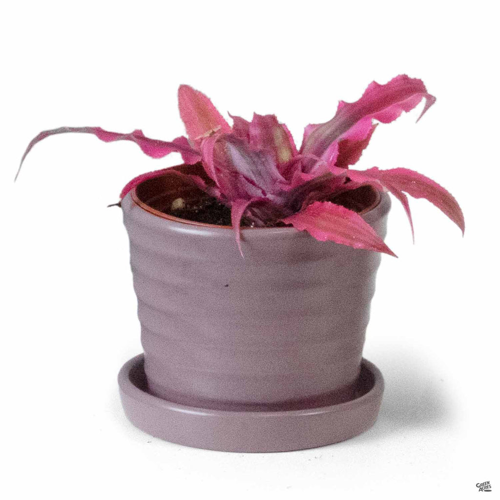 Matte Ribbed Pot — Green Acres Nursery & Supply