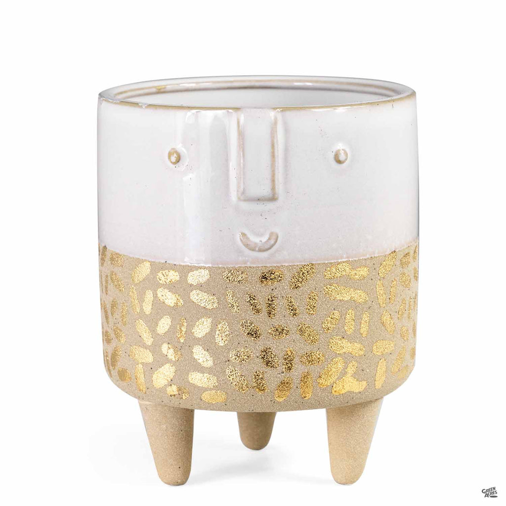 Modernist Face Planter — Green Acres Nursery & Supply