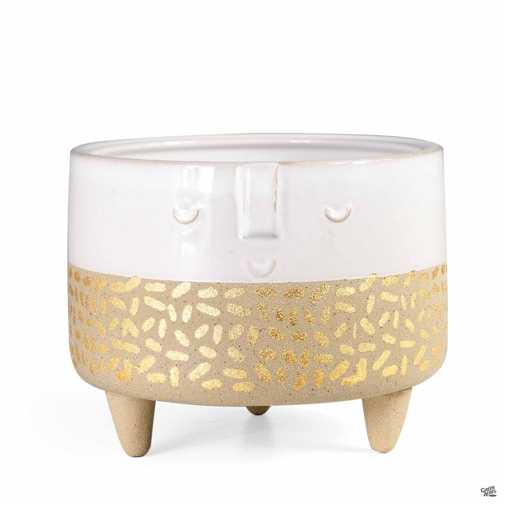 Modernist Face Planter — Green Acres Nursery & Supply