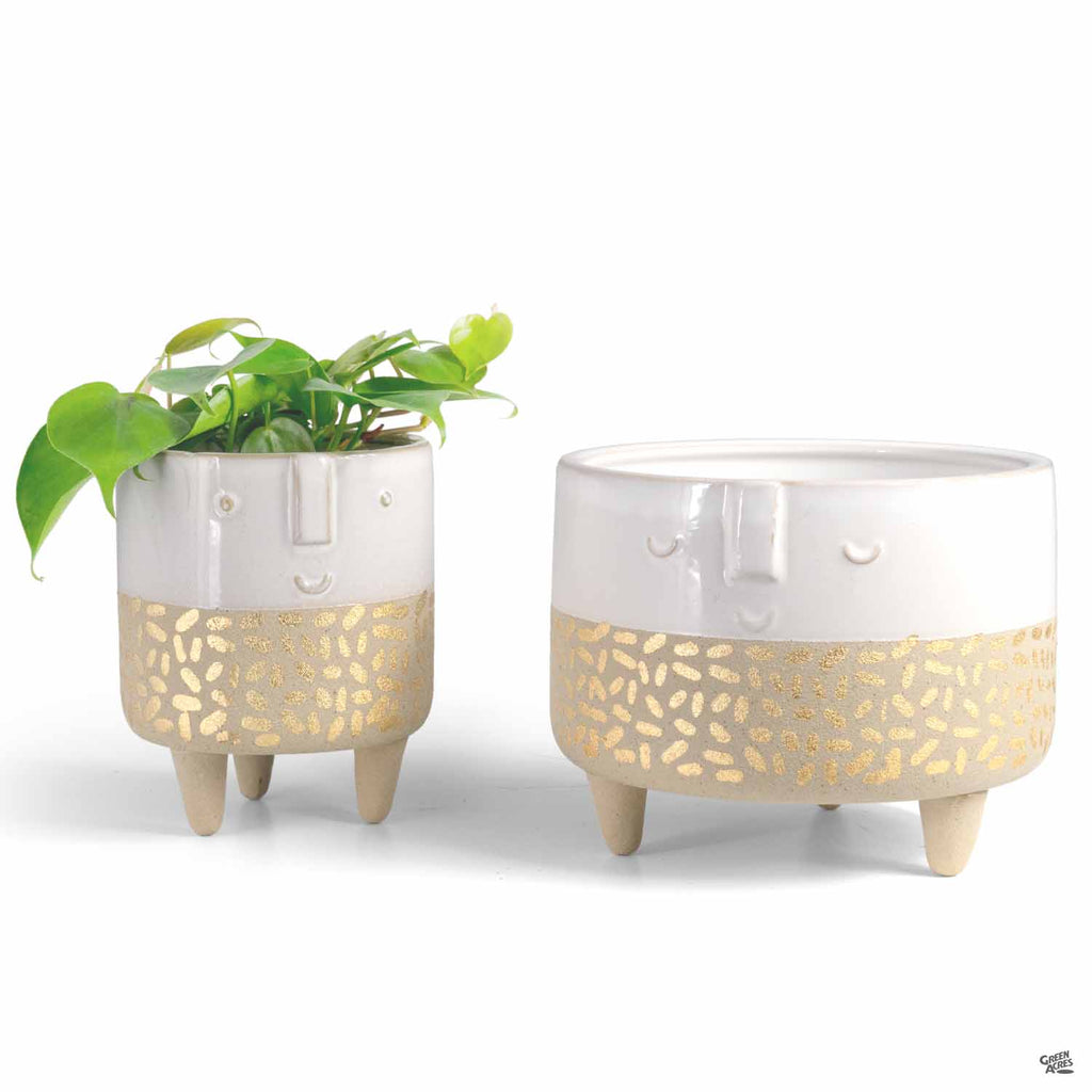 Modernist Face Planter — Green Acres Nursery & Supply