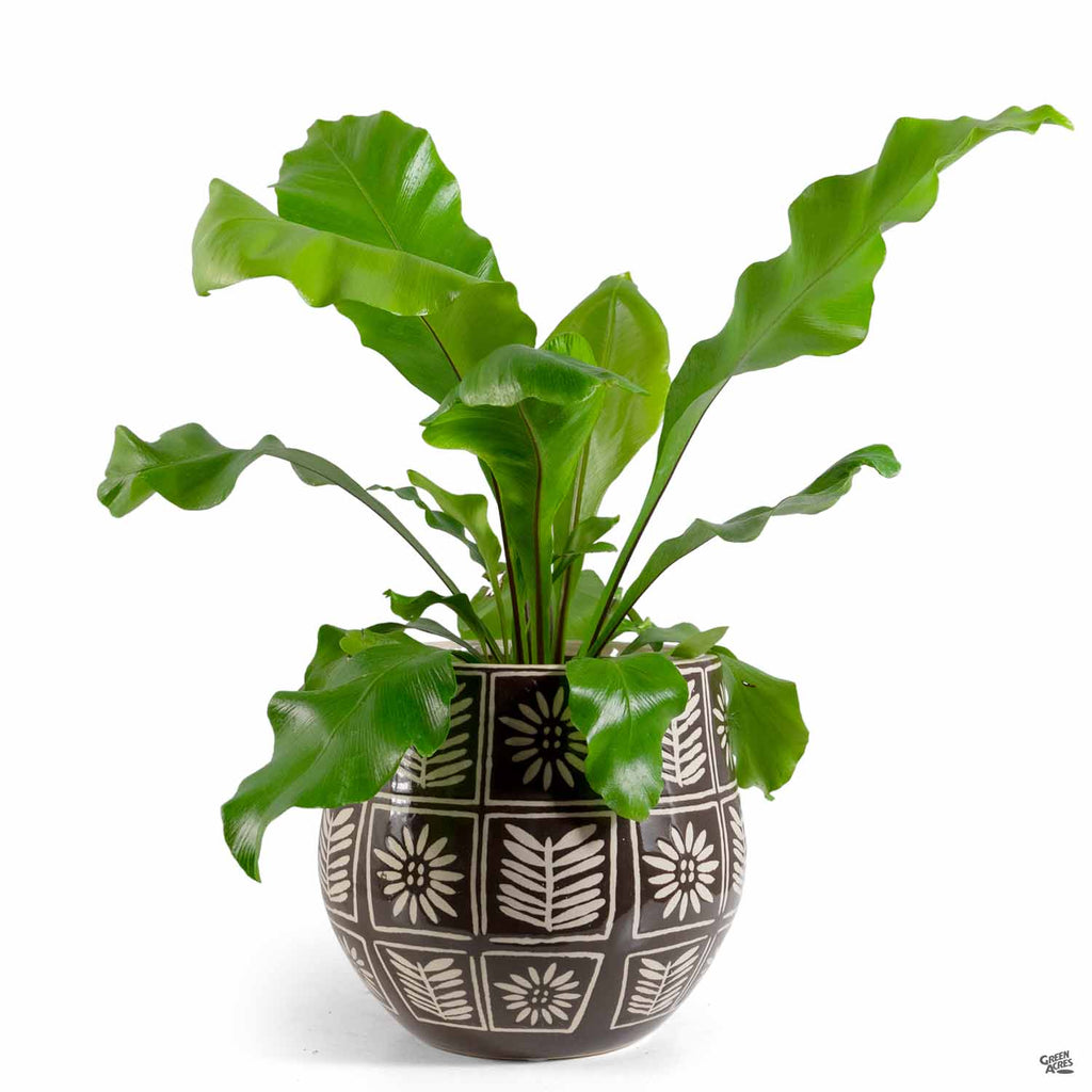 Sunflower Planter — Green Acres Nursery & Supply