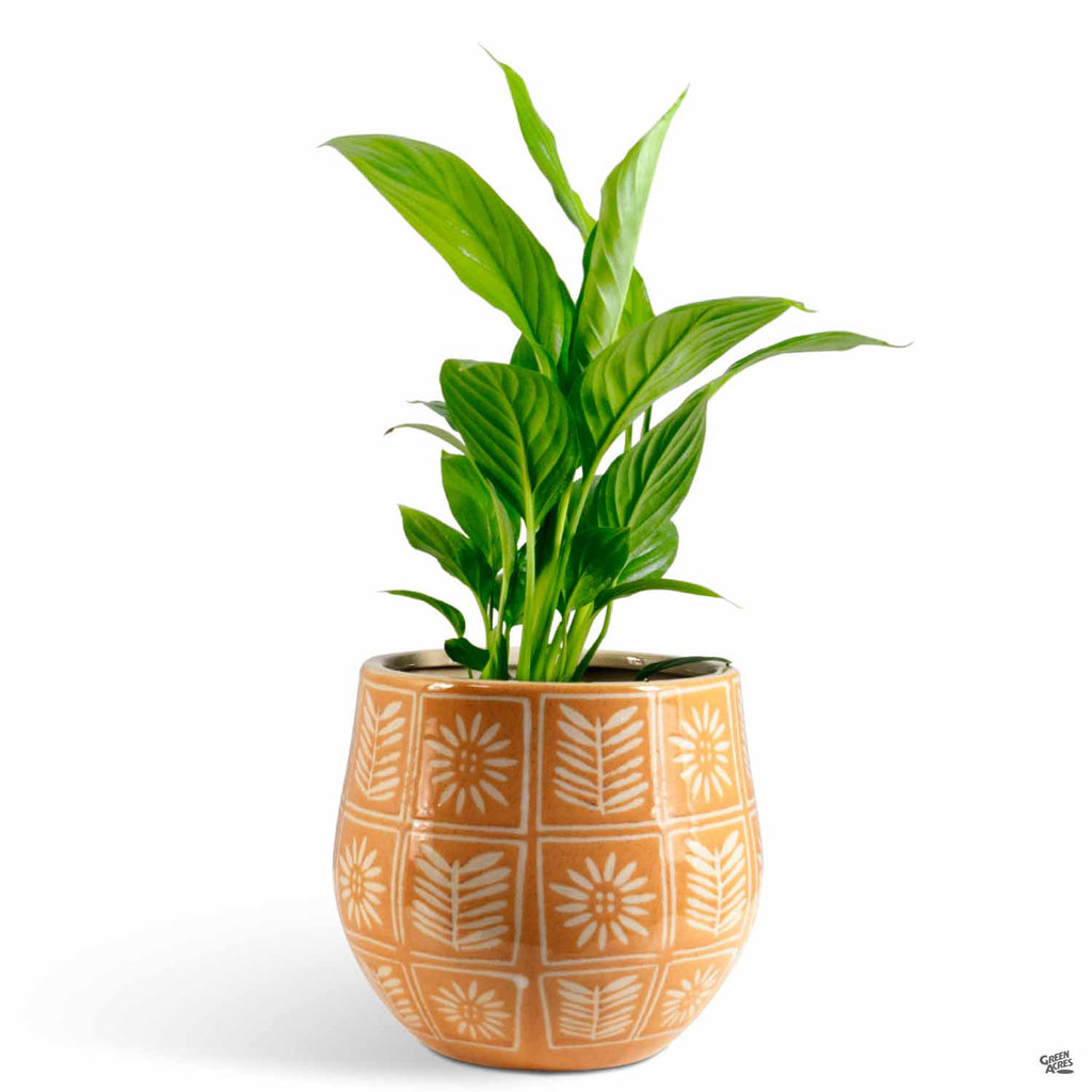 Sunflower Planter — Green Acres Nursery & Supply