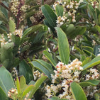 Dwarf Carolina Cherry Laurel Multi-Trunk — Green Acres Nursery & Supply
