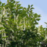 English Laurel — Green Acres Nursery & Supply