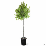 Dwarf Carolina Cherry Laurel Standard Trunk — Green Acres Nursery & Supply