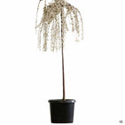 Weeping Cherry 'Snow Fountains' — Green Acres Nursery & Supply