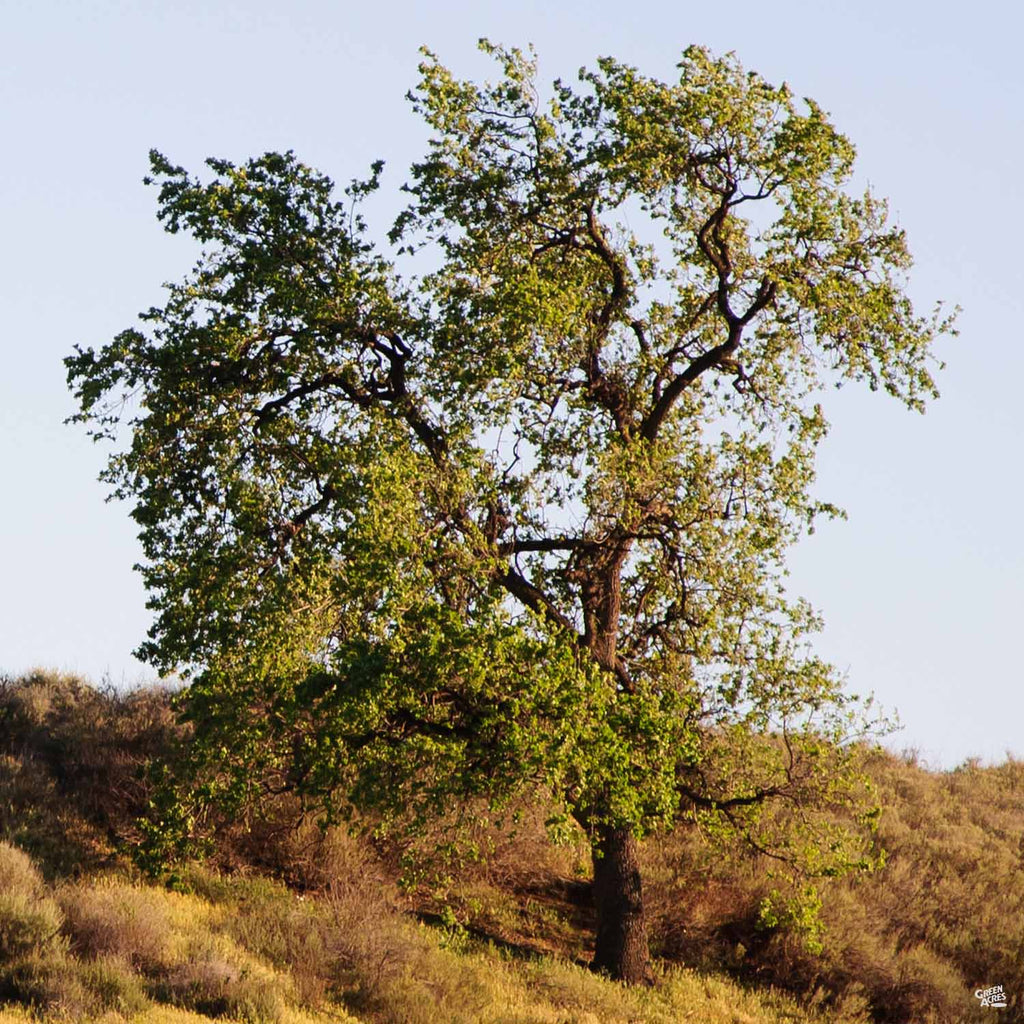Coast Live Oak Multi-Trunk — Green Acres Nursery & Supply