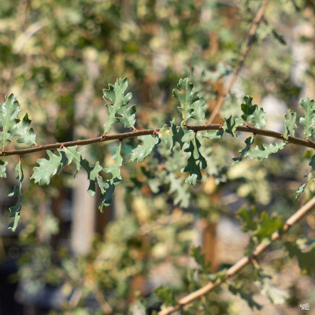 Coast Live Oak Multi-Trunk — Green Acres Nursery & Supply