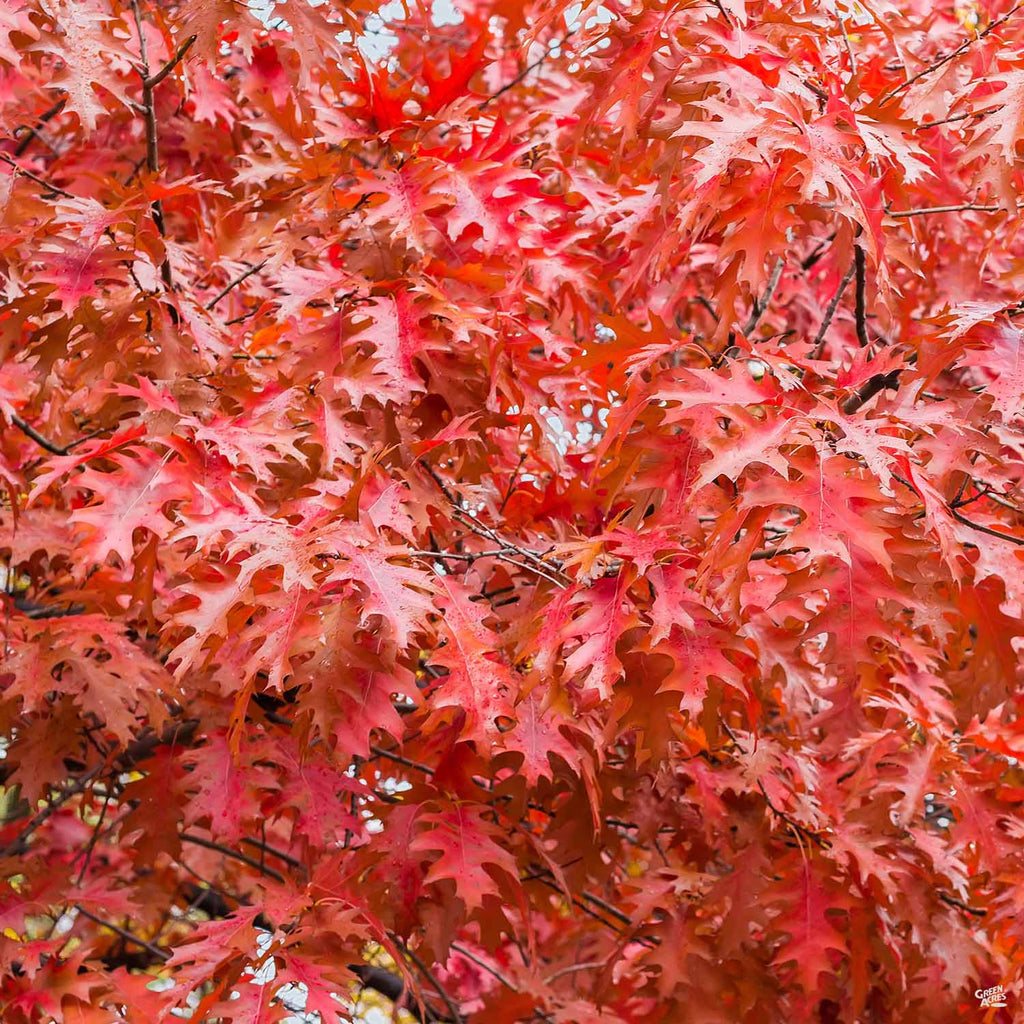 Red Oak — Green Acres Nursery & Supply