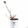 Double Take Scarlet Storm™ Flowering Quince — Green Acres Nursery & Supply
