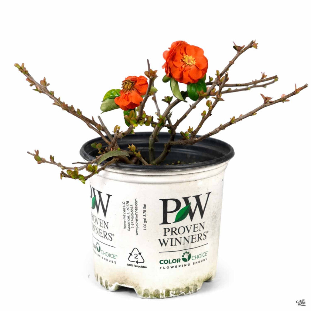 Double Take Orange Storm™ Flowering Quince — Green Acres Nursery & Supply