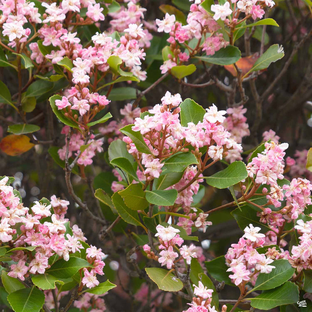 Indian Hawthorn 'Majestic Beauty' Standard Trunk — Green Acres Nursery ...