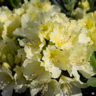 Rhododendron — Green Acres Nursery & Supply