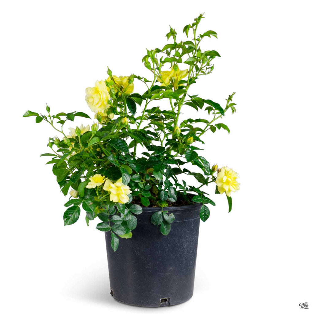 Flower Carpet® Yellow Rose — Green Acres Nursery & Supply