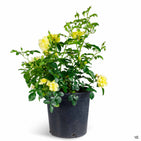 Flower Carpet® Yellow Rose — Green Acres Nursery & Supply