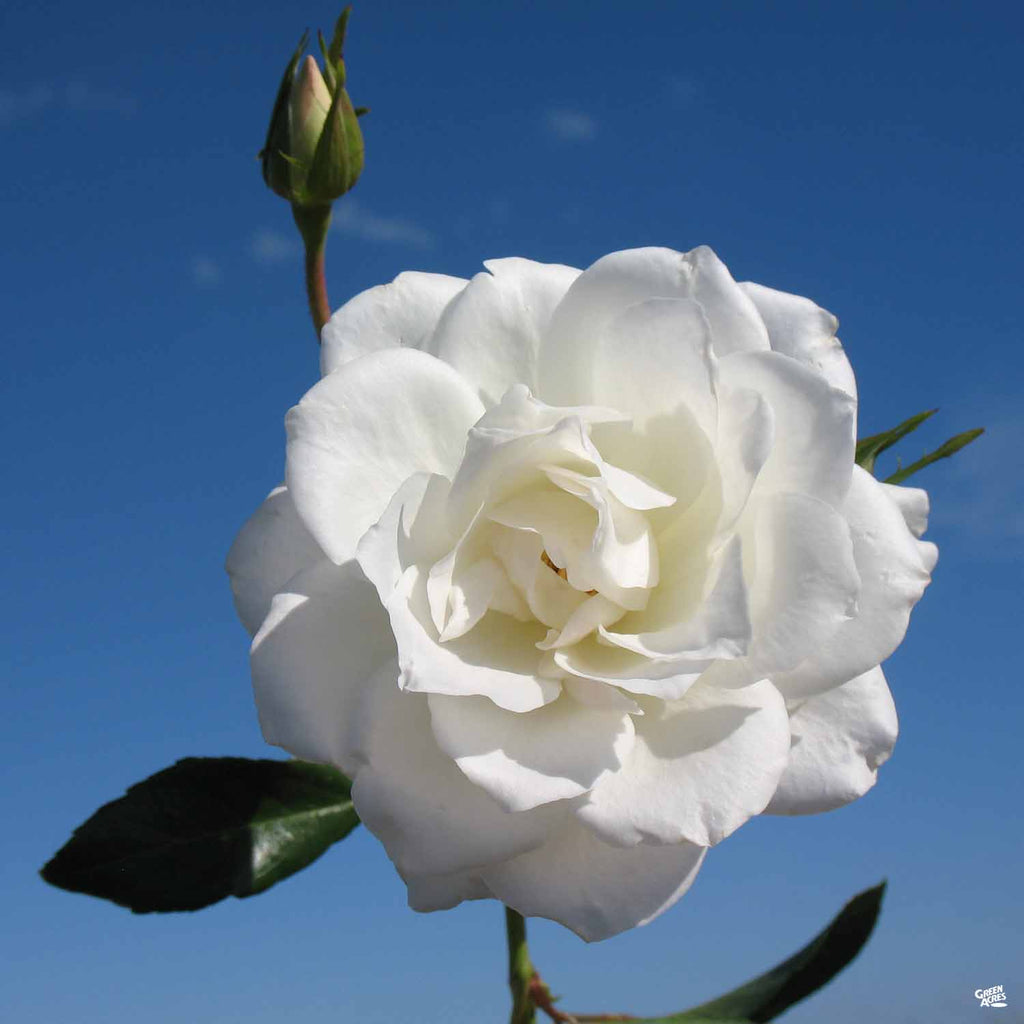 Rose 'Iceberg' — Green Acres Nursery & Supply