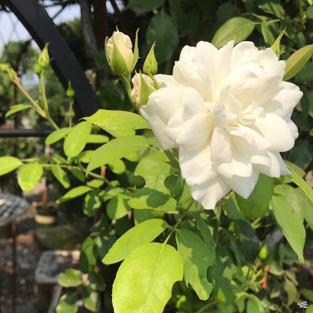 Rose 'Iceberg' — Green Acres Nursery & Supply