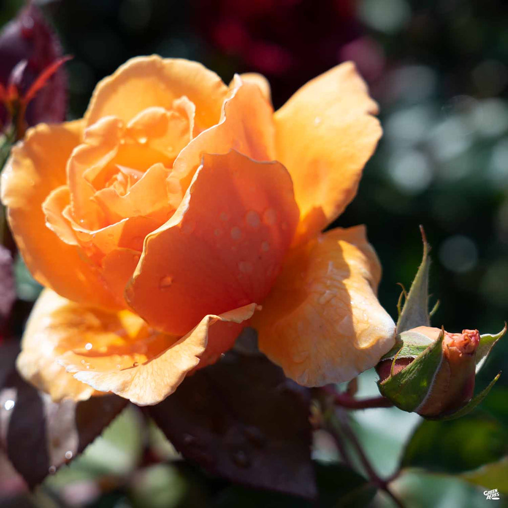 Rose 'Just Joey' — Green Acres Nursery & Supply