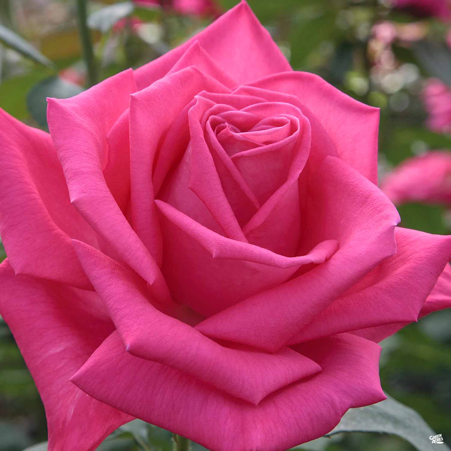 American Beauty Rose Bush