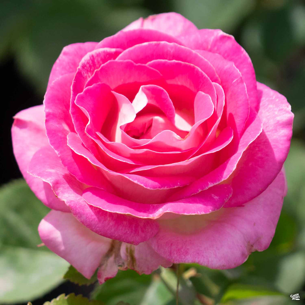 Painted Porcelain™ Rose Bareroot — Green Acres Nursery & Supply