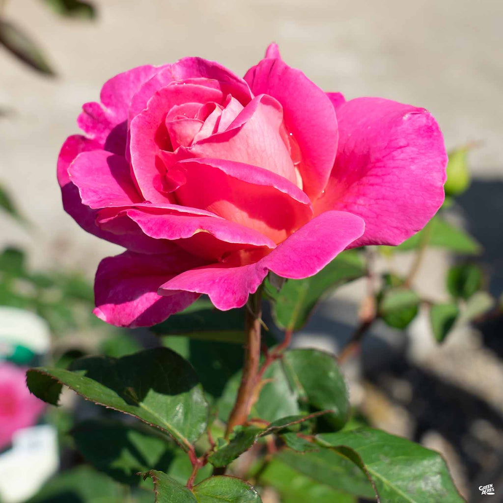 Rose 'Pink Peace' Bareroot — Green Acres Nursery & Supply