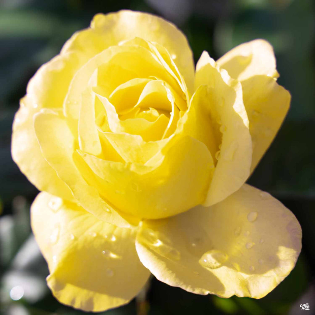 Rose 'St. Patrick' Bareroot — Green Acres Nursery & Supply