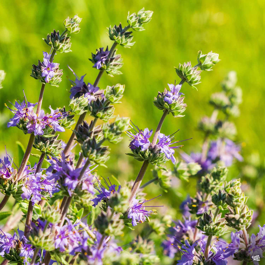 Cleveland Sage — Green Acres Nursery & Supply