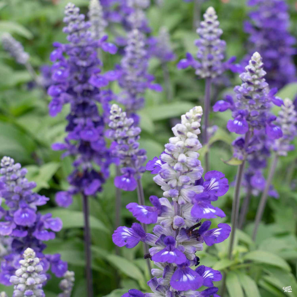 Sage 'Victoria Blue' — Green Acres Nursery & Supply