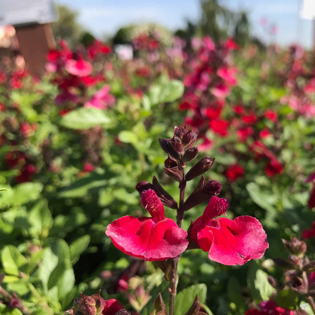 Sage 'Mirage' — Green Acres Nursery & Supply
