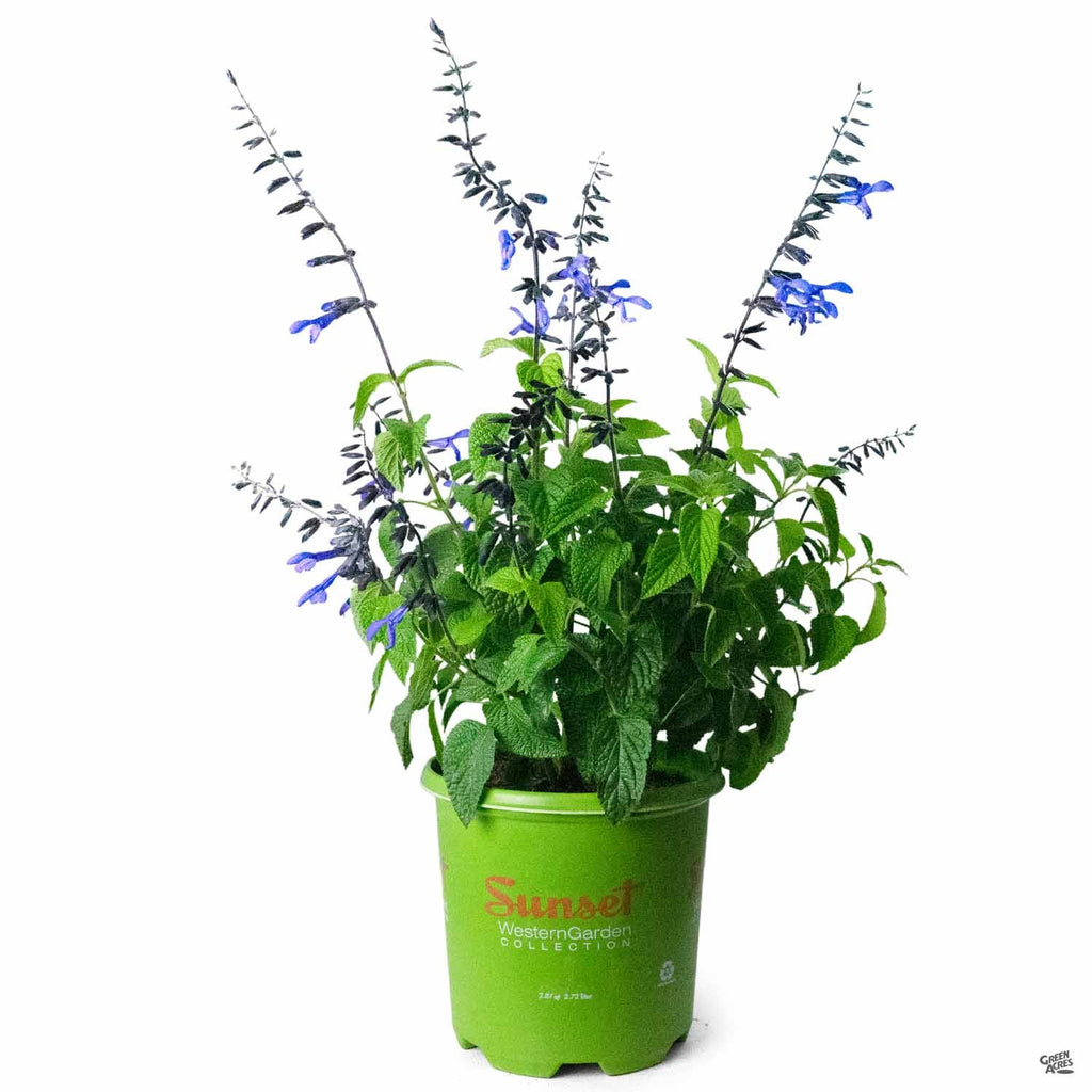 Nectar Blue™ Sage — Green Acres Nursery & Supply