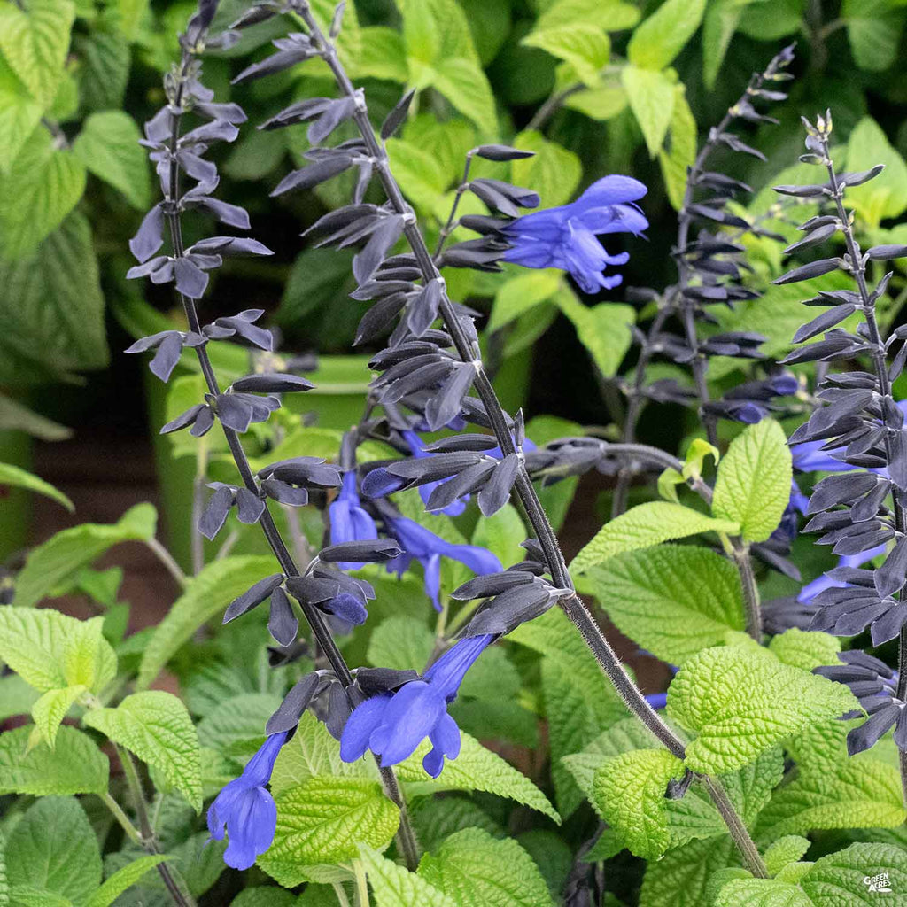 Nectar Blue™ Sage — Green Acres Nursery & Supply