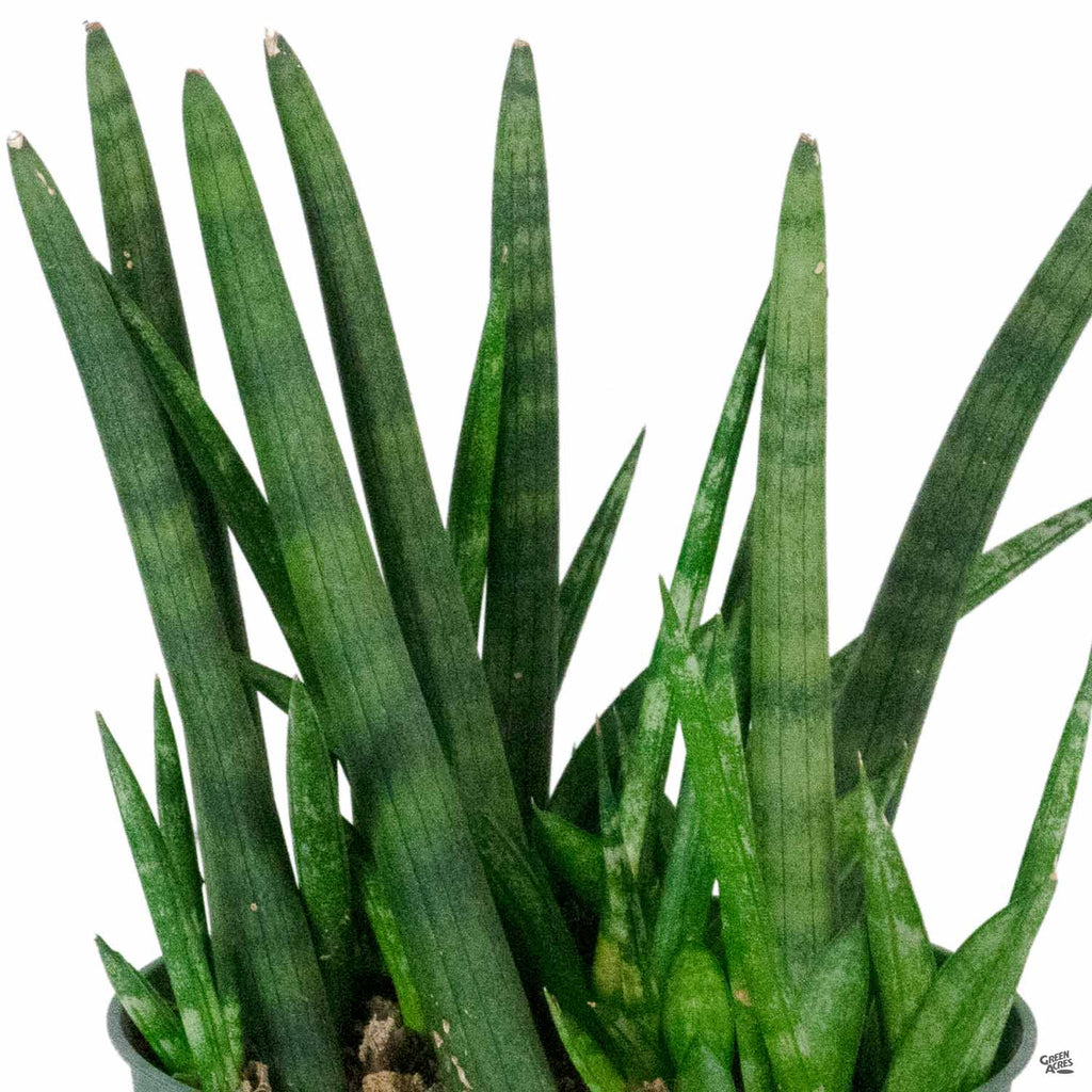 Cylindrical Snake Plant — Green Acres Nursery & Supply