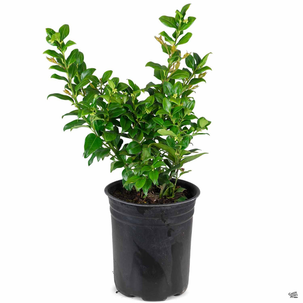 Sweet Box — Green Acres Nursery & Supply