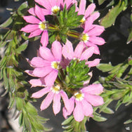 Fan Flower — Green Acres Nursery & Supply