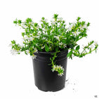 Fan Flower — Green Acres Nursery & Supply