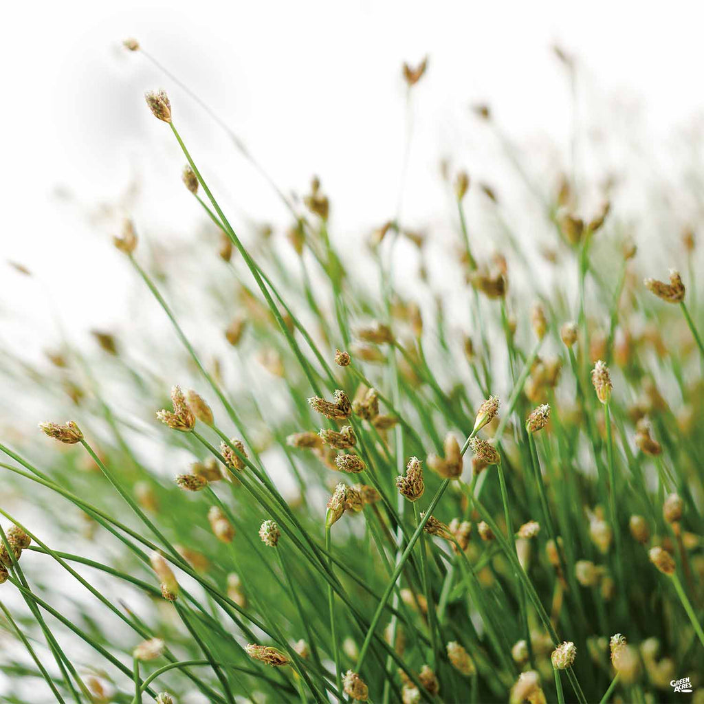Fiber Optic Grass — Green Acres Nursery & Supply