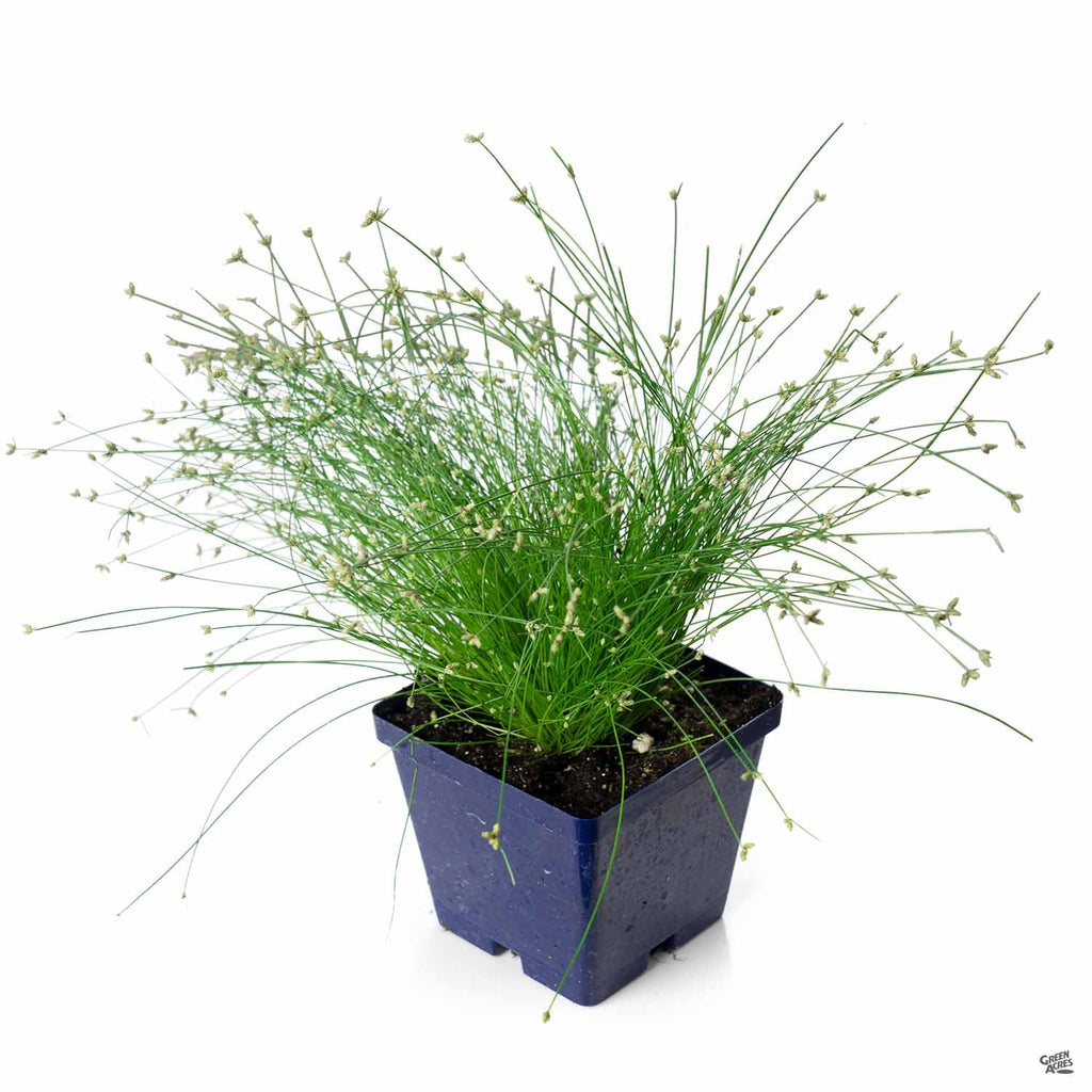 Fiber Optic Grass — Green Acres Nursery & Supply