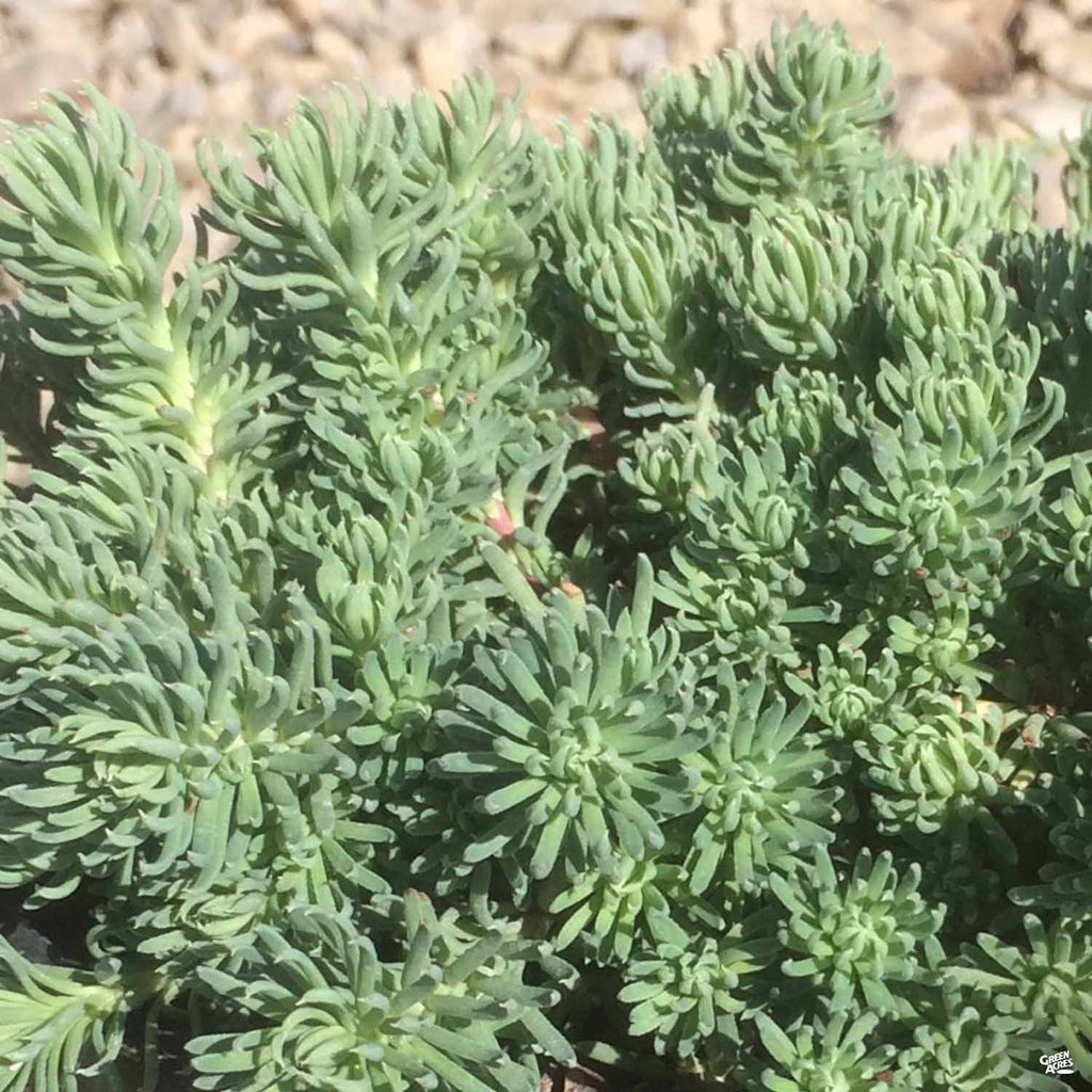 Stonecrop 'Oracle' — Green Acres Nursery & Supply