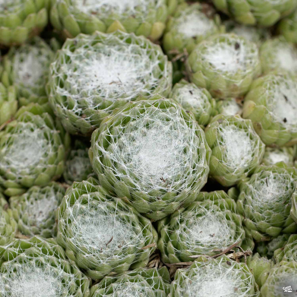 Cobweb Hens & Chicks — Green Acres Nursery & Supply