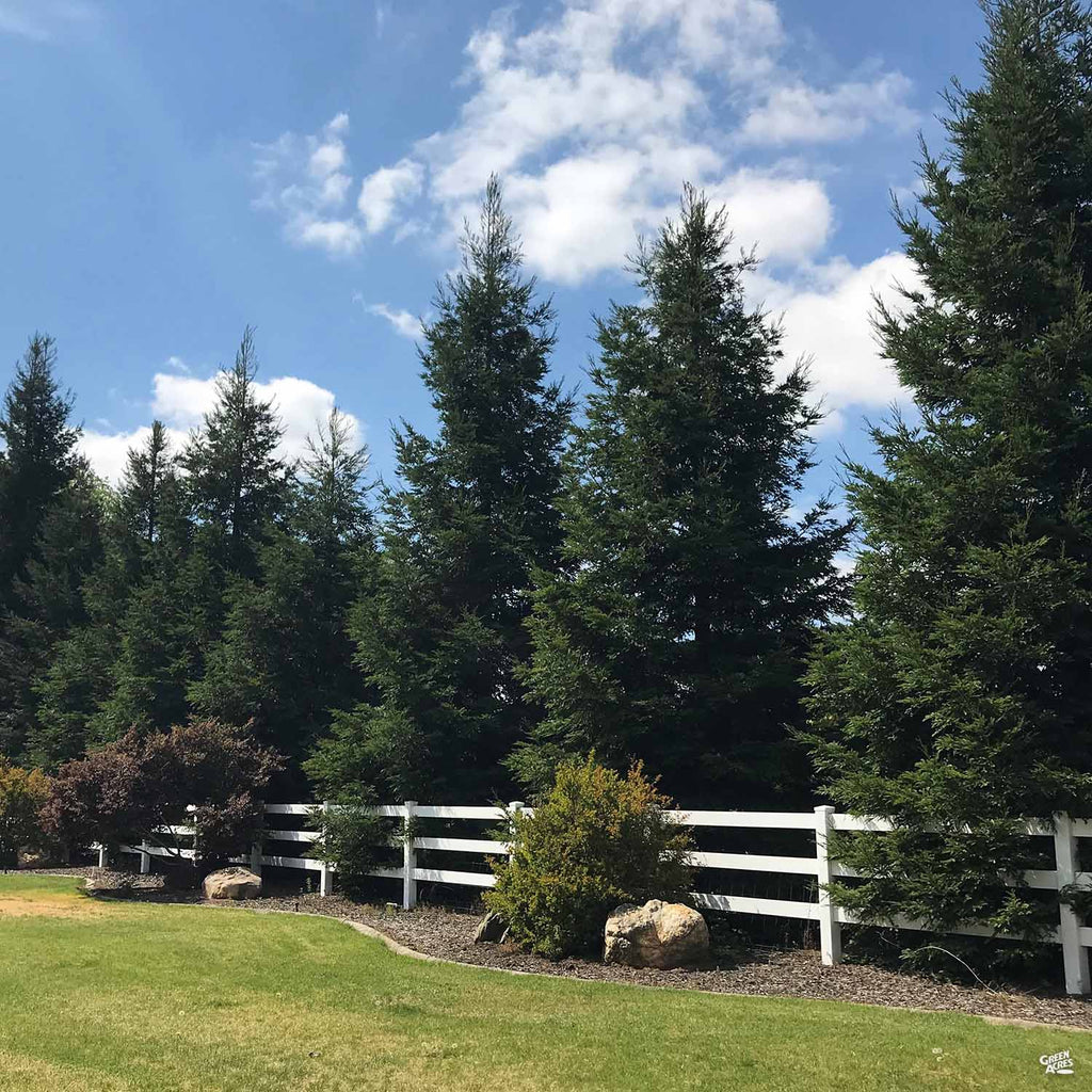 Coastal Redwood 'Aptos Blue' — Green Acres Nursery & Supply