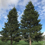 Coastal Redwood 'Aptos Blue' — Green Acres Nursery & Supply