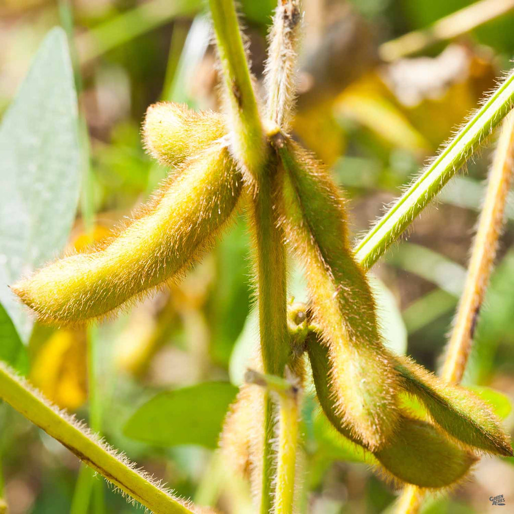Edamame Beans — Green Acres Nursery & Supply